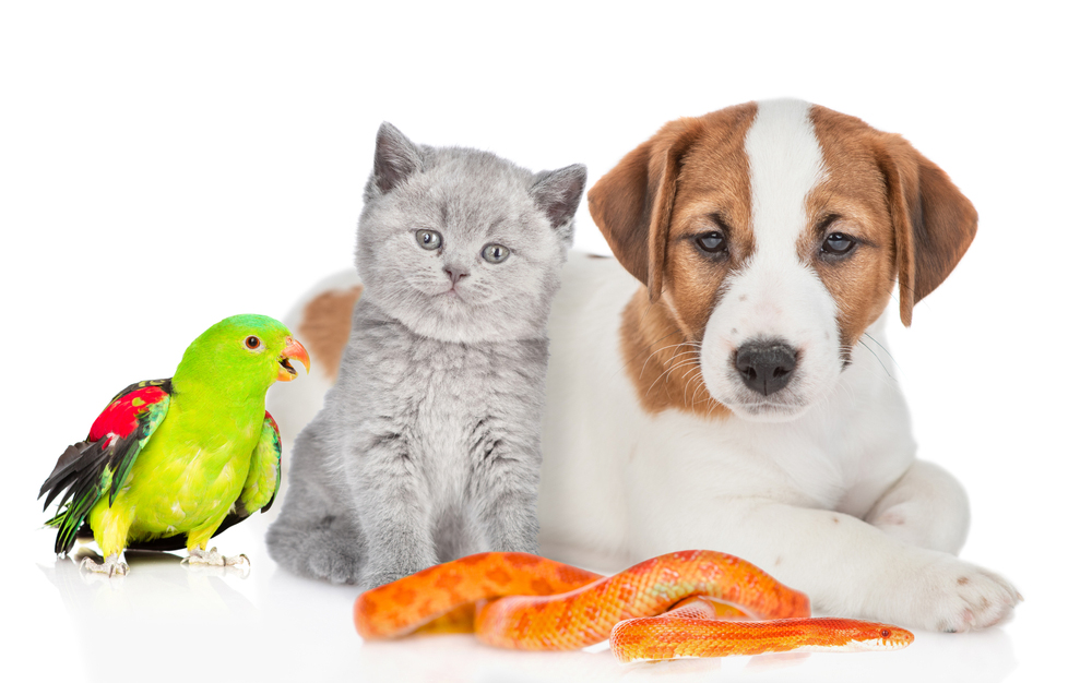 Umfrage: Wünschst du dir ein Haustier - SPICK